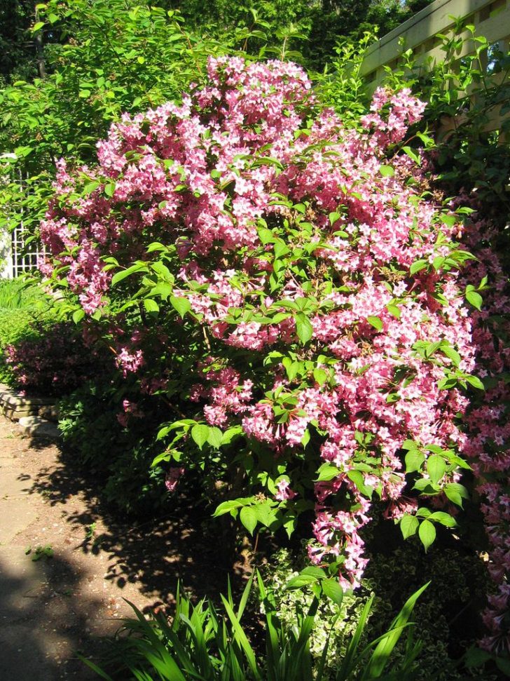 Кустарник Вейгела